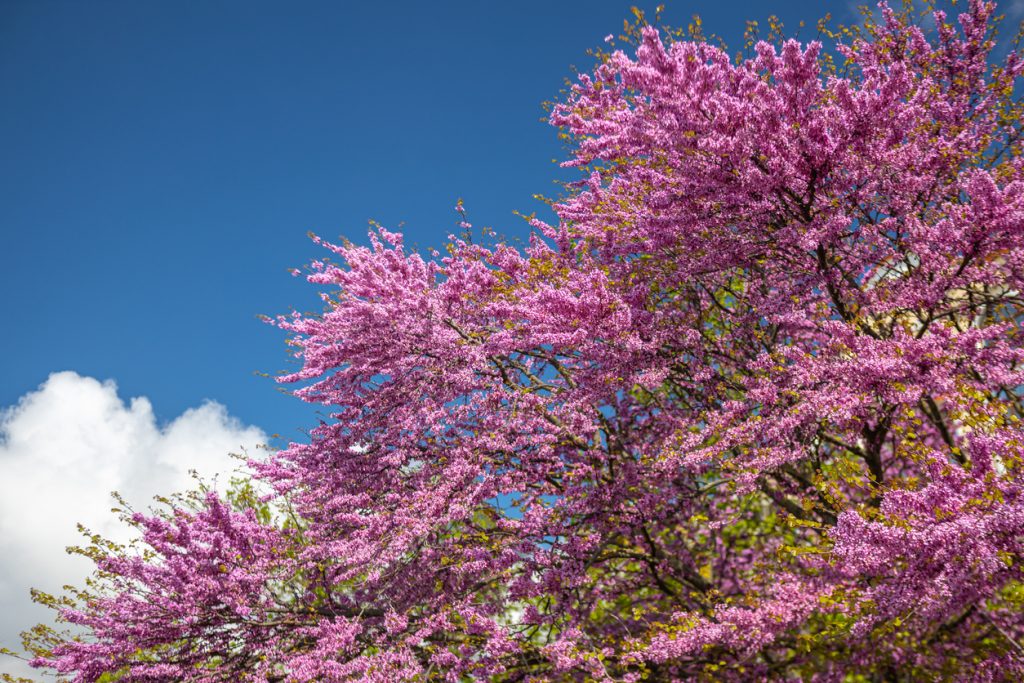 ΠΟΛΙΤΙΣΜΟΣ- ΑΝΑΠΤΥΞΗ: 7 ΔΕΝΤΡΑ ΠΟΥ ΜΕΓΑΛΩΝΟΥΝ ΓΡΗΓΟΡΑ ΚΑΙ ΜΠΟΡΕΙΣ ΝΑ ...